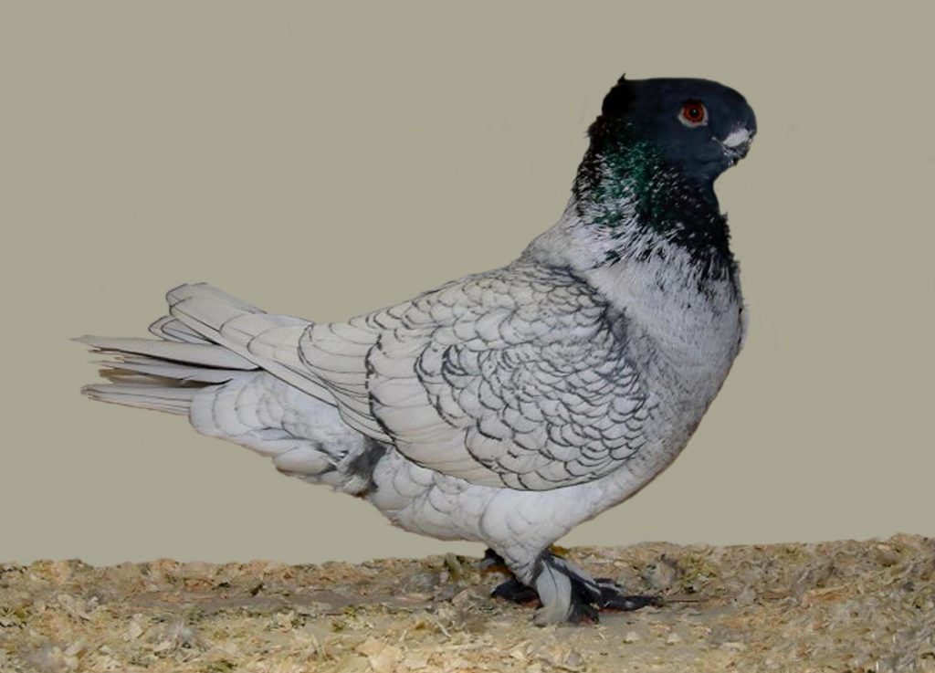 Oriental Frill - Fancy Pigeon - Bin3aiah World!